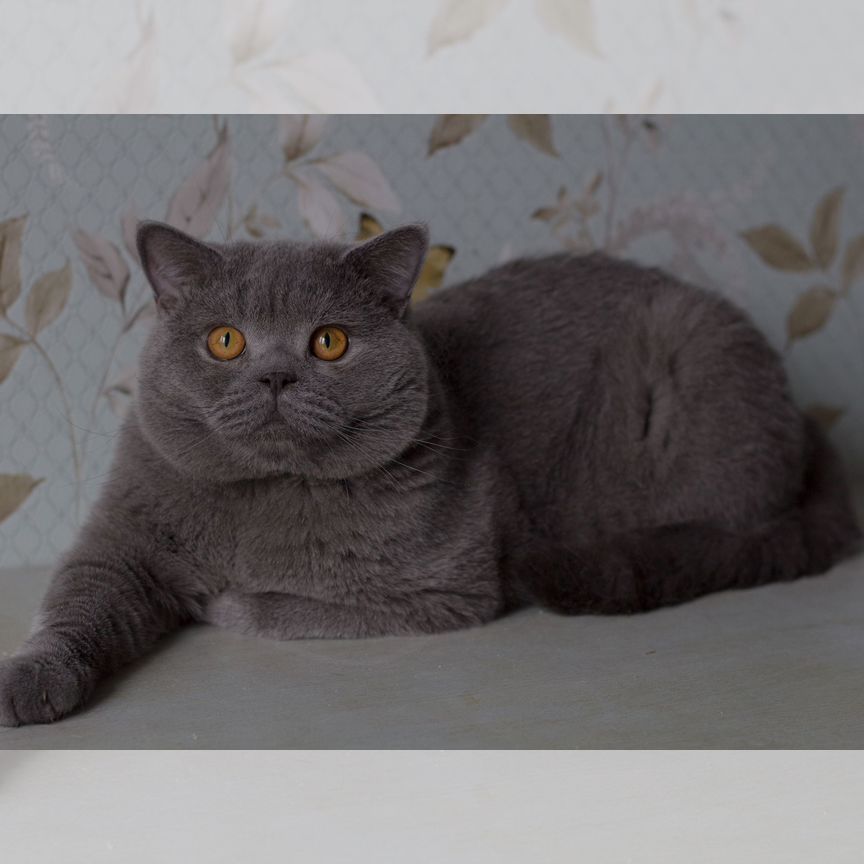 Кот чистокровный британец