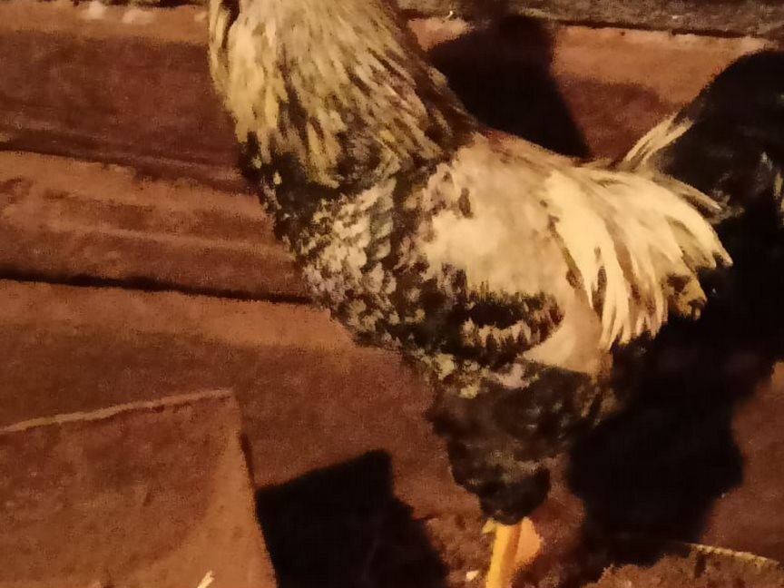 Молодые петухи