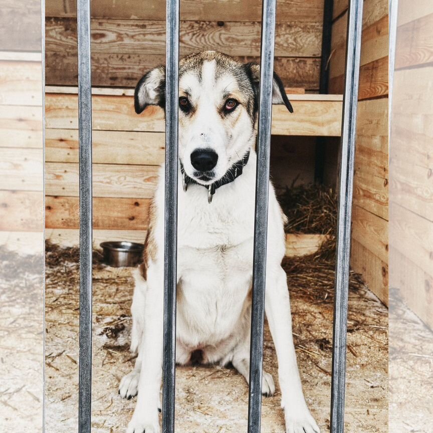 Взрослая собака в добрые руки