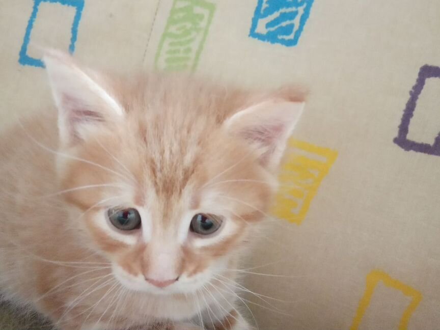 Рыжики (котята в дар)