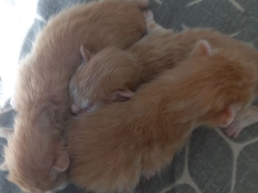 Котята Рыжики