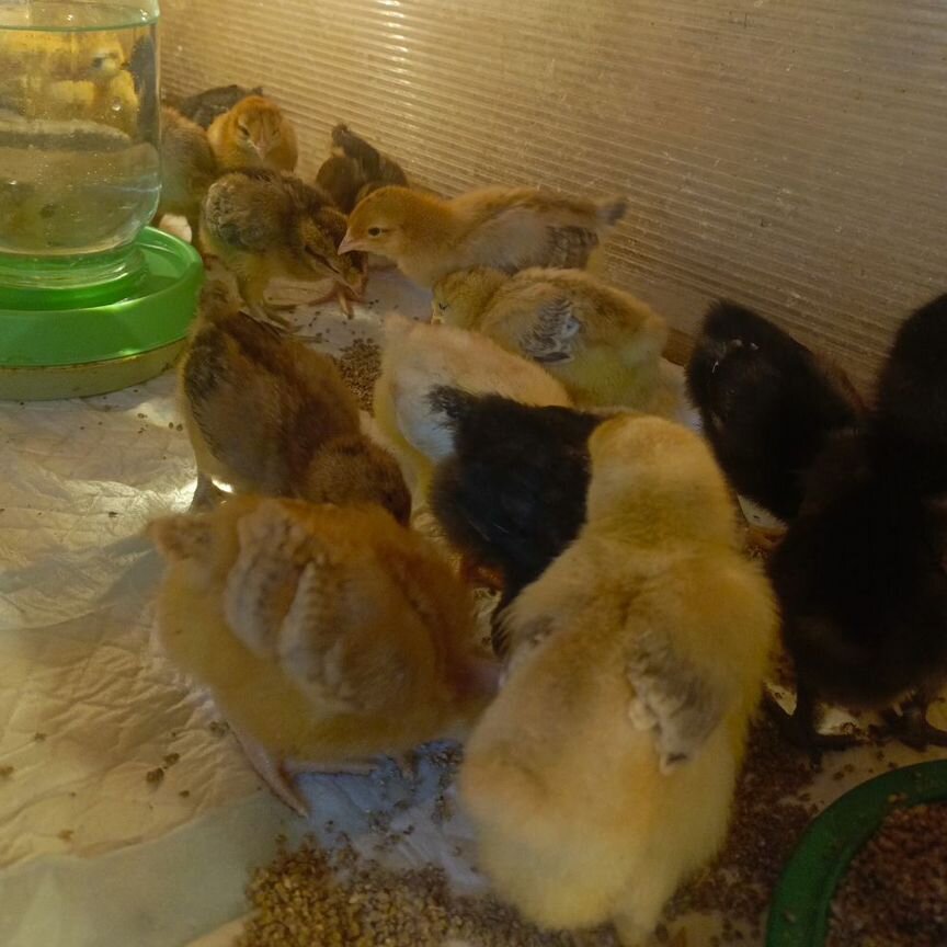 Цыплята куры несушки