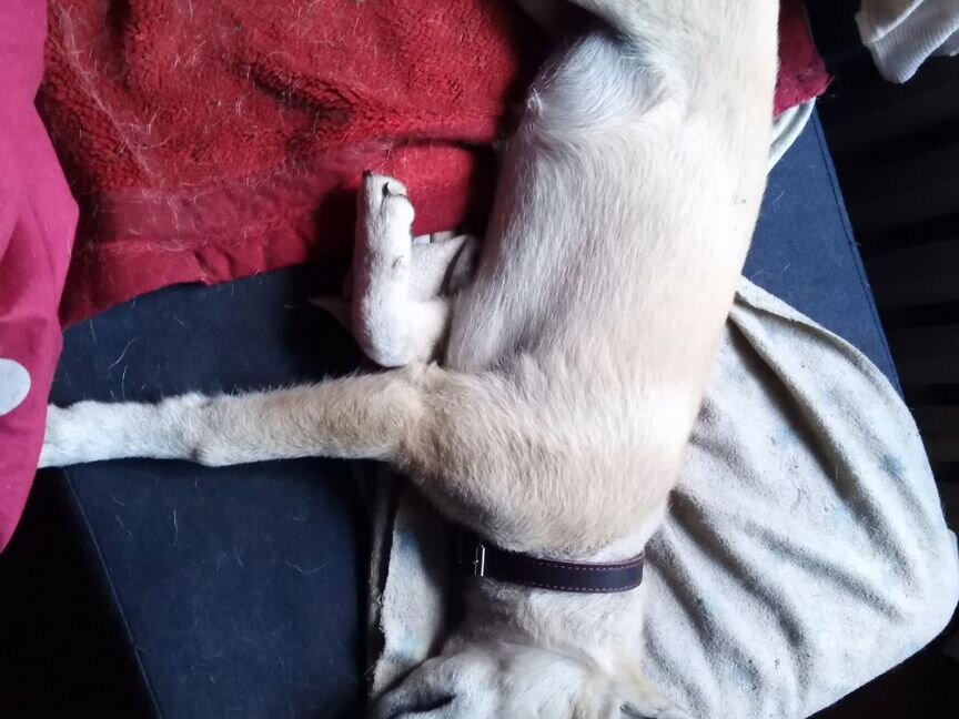 Щенок хаски в добрые руки