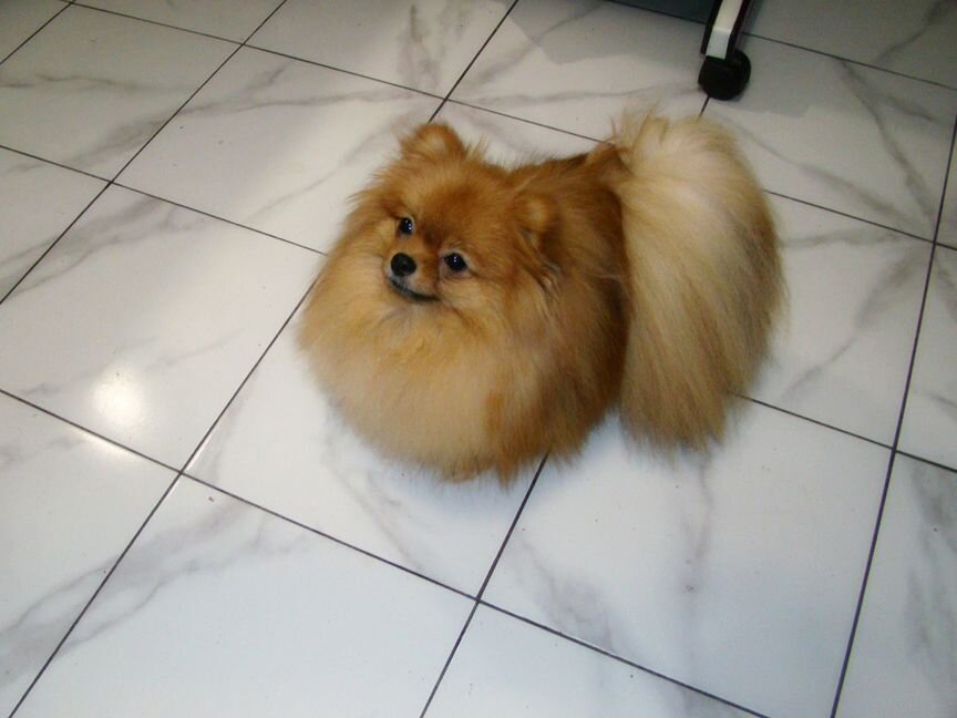 Вязка шпиц мальчик мини померанчик