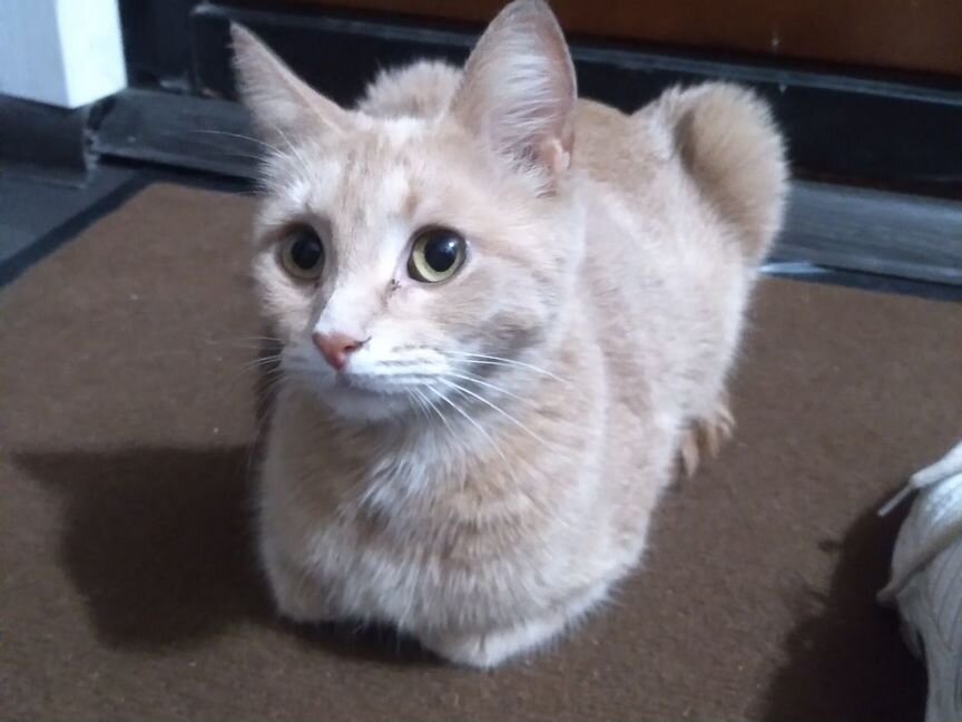 Кошка в дар бесплатно