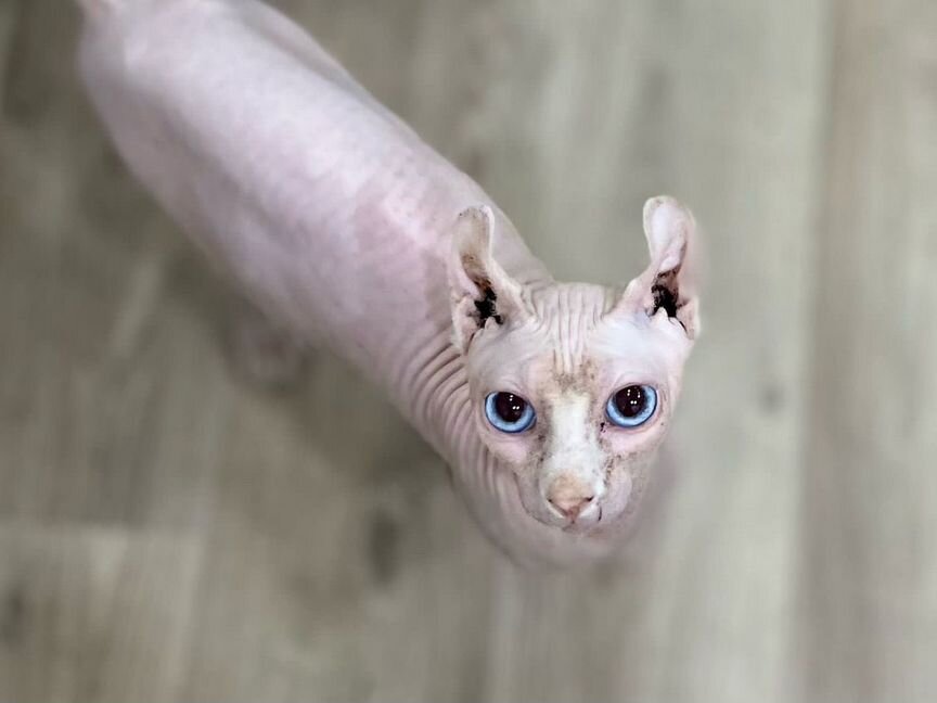 Канадский Эльф вязка