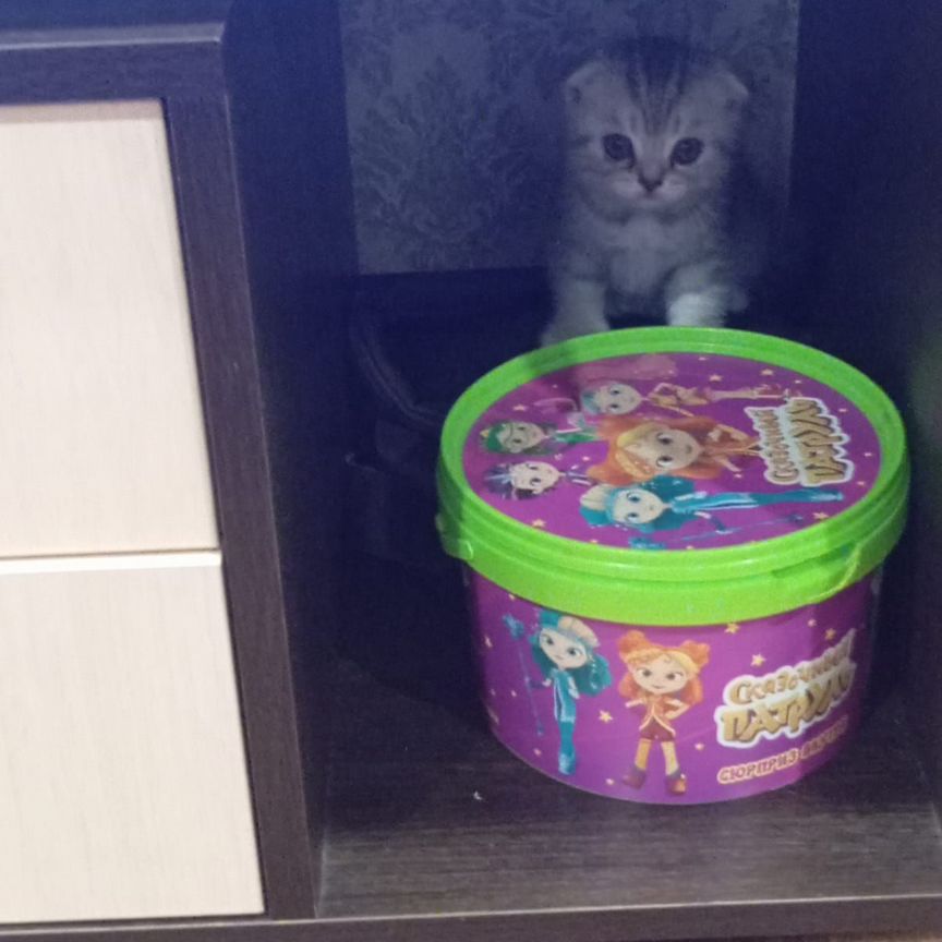 Шотландские вислоухие котята