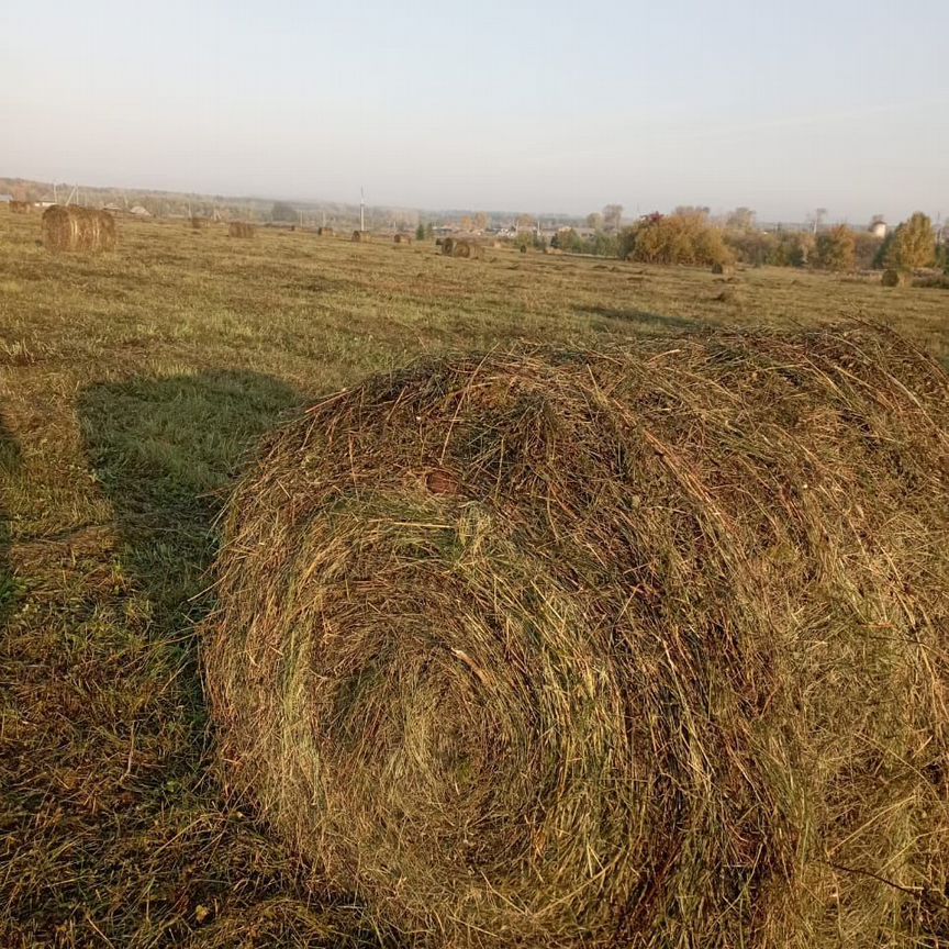 Продам сено в тюках