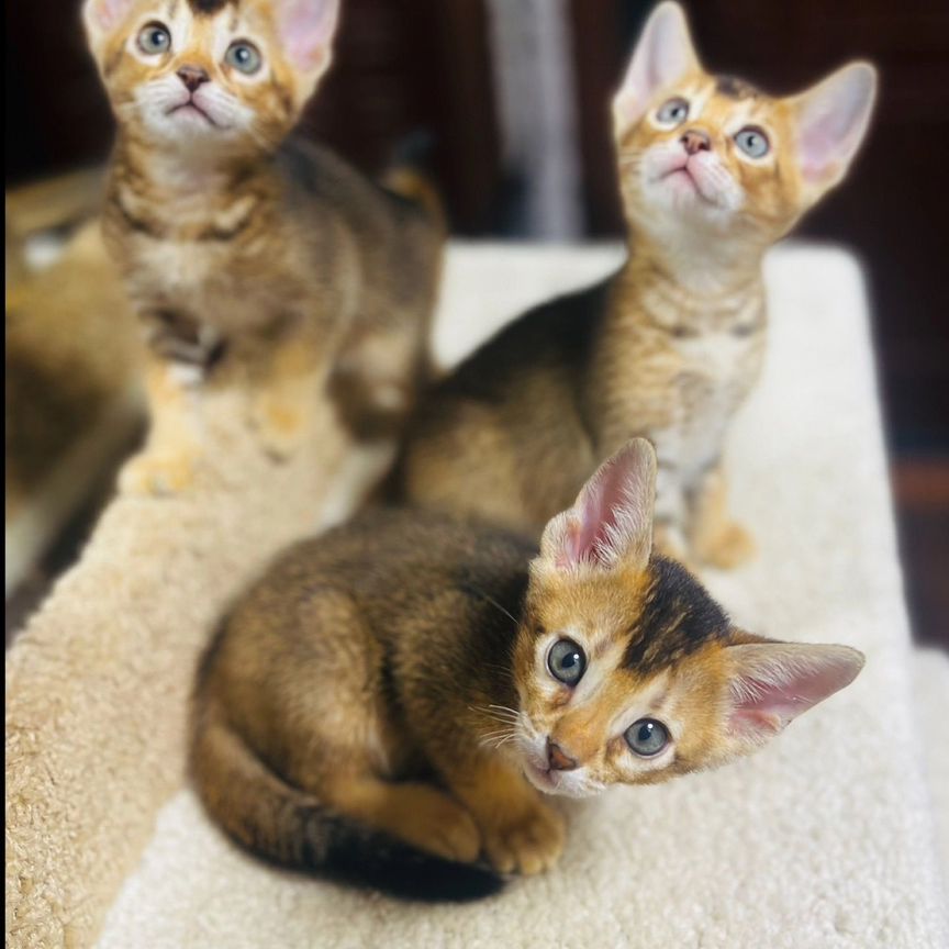 Кошечка