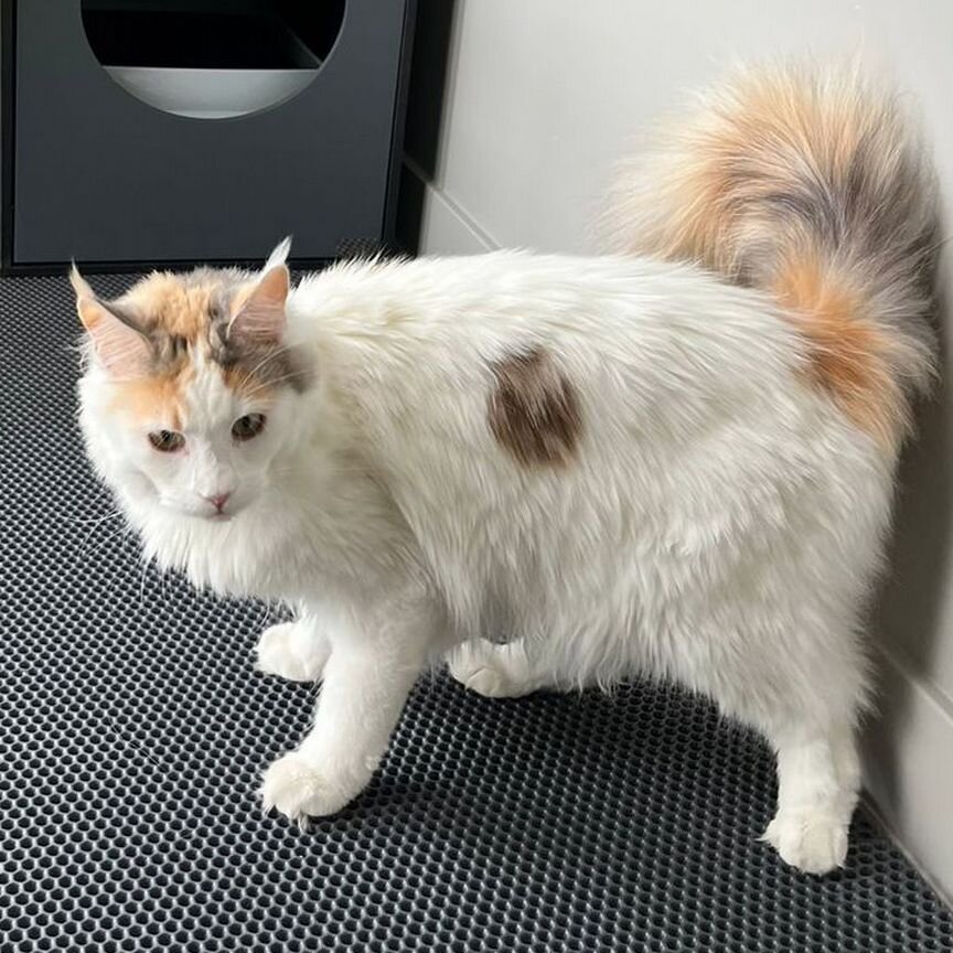 Тумба под Кошачий лоток