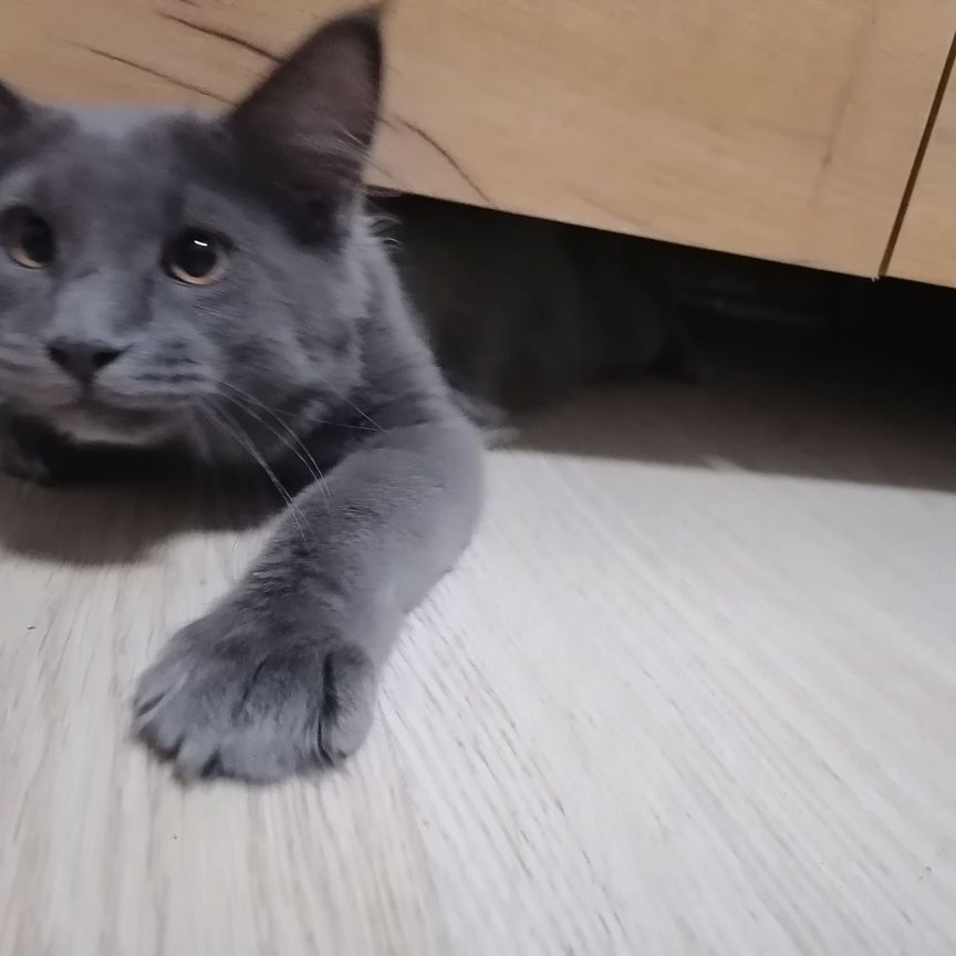 Котенок мейн кун