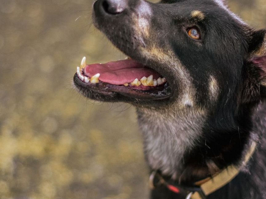 Собака Каштан из приюта в поисках дома