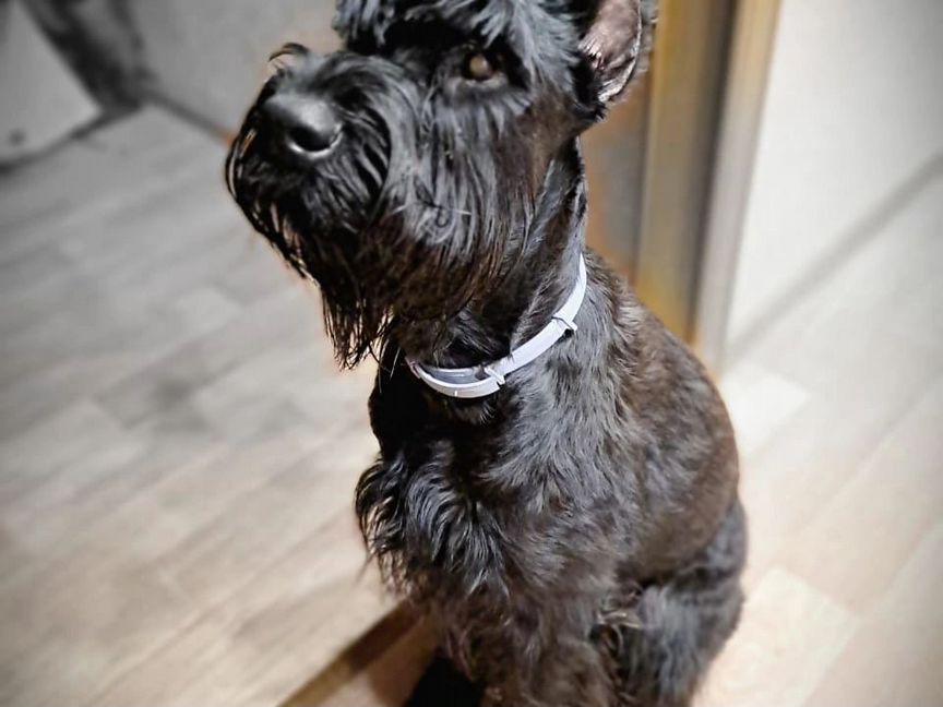 Ризеншнауцер