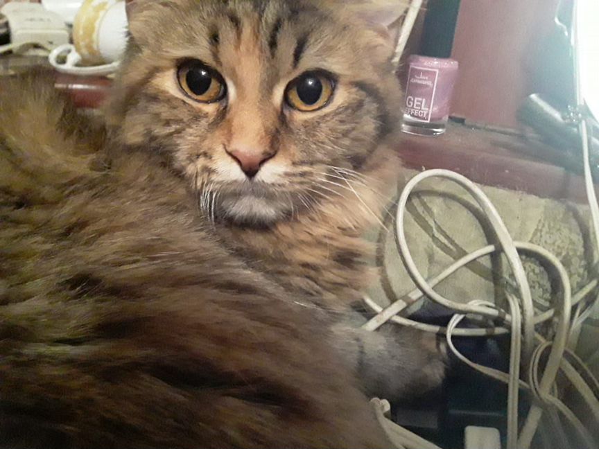 Мейн-кун 5 месяцев девочка