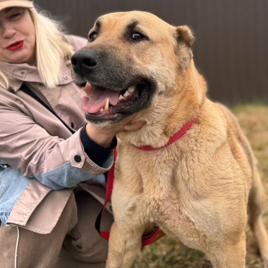 Среднеазиатская овчарка, взрослая собака