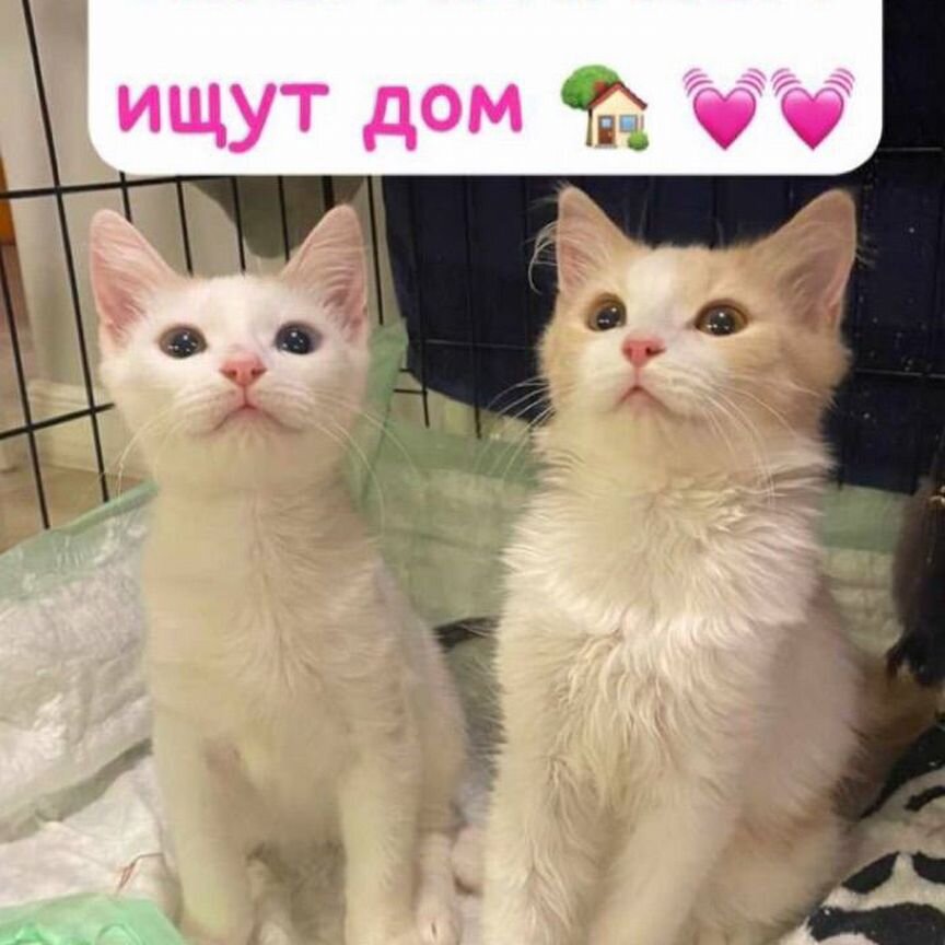 Чудесные котята ищут дом (Нюша и Ариша)