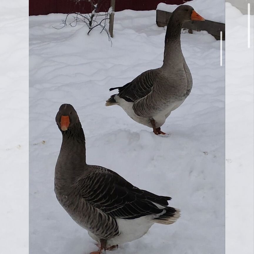 Гуси Крупный Серый