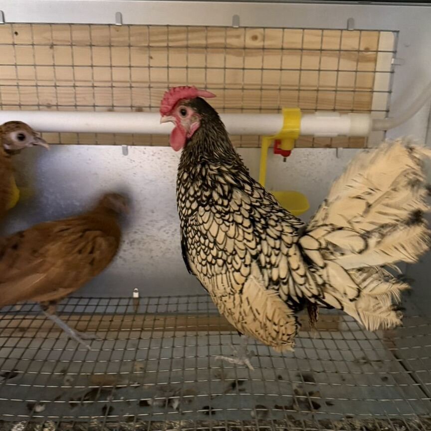 Сибрайты петушок и курочки