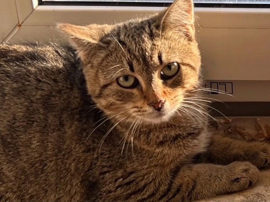 Котенок ищет дом, 5-6 месяцев