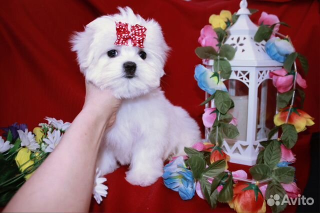 Стандартная девочка мальтезе без брака