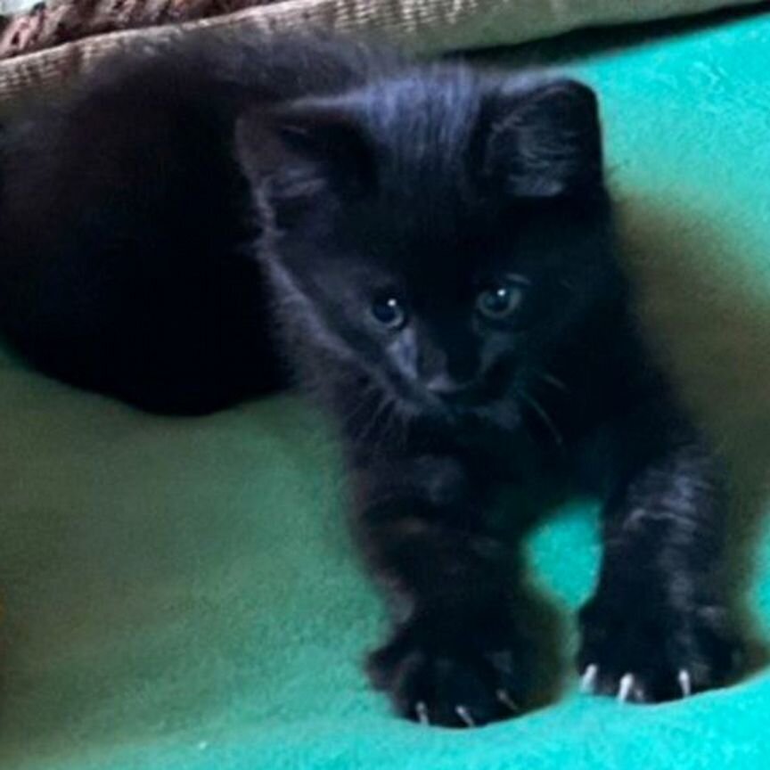 Котенок умняшка