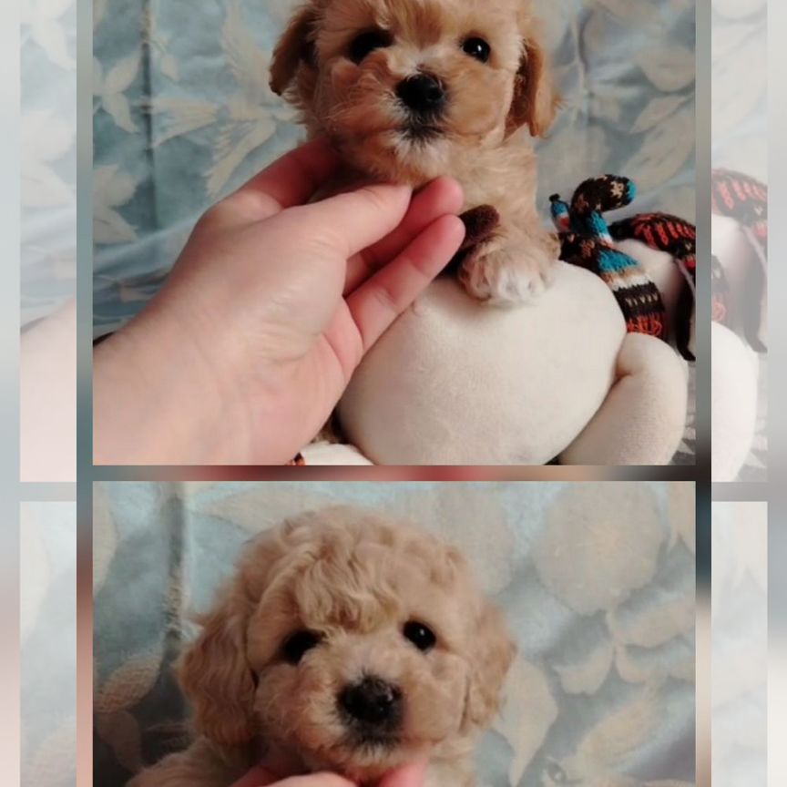 Мальтипу, щенок