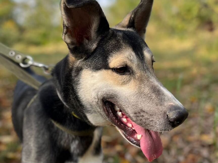 Малыш Гуффи в приюте