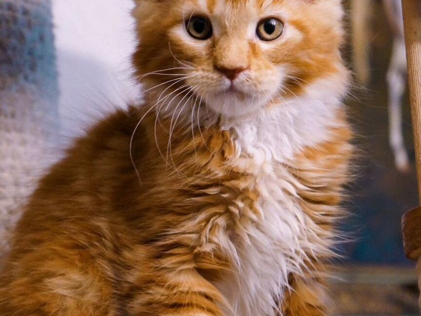 Котята мейн-кун