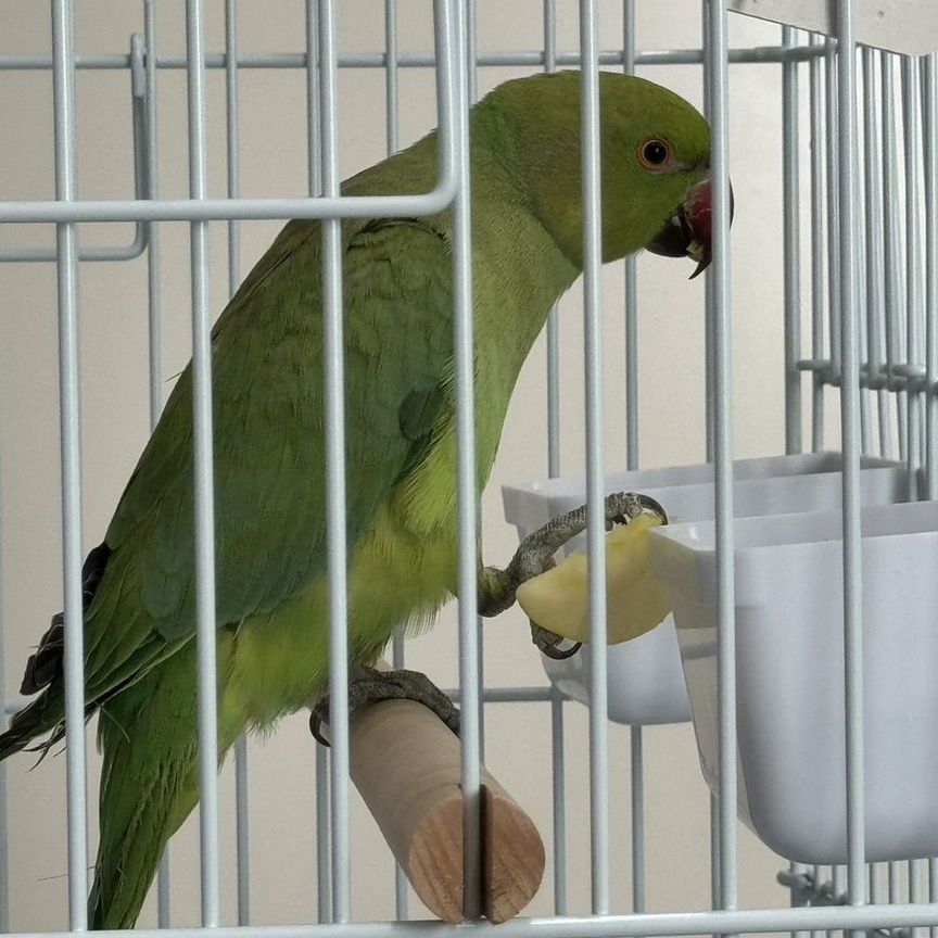 Ожереловый попугай самец