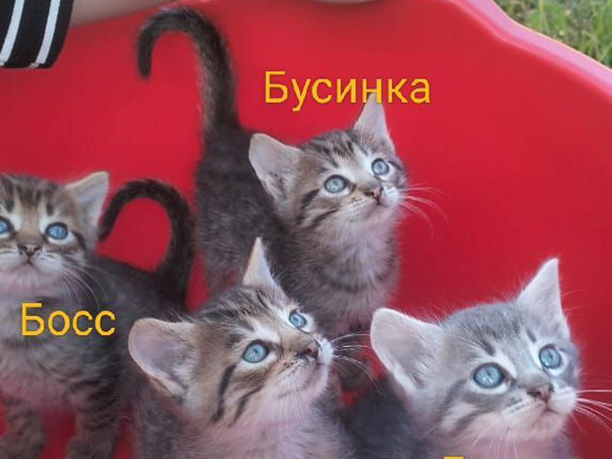 Котята в добрые руки