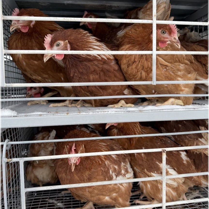 Куры молодки несушки