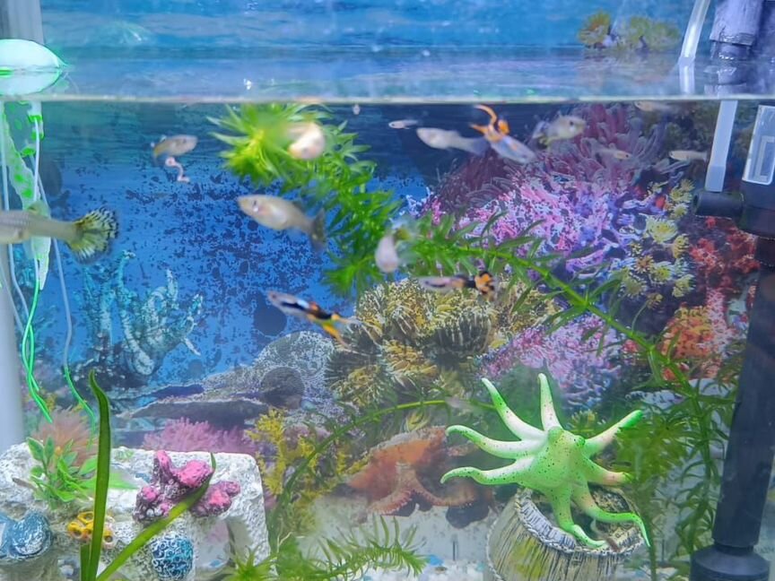 Гуппи аквариумные рыбки