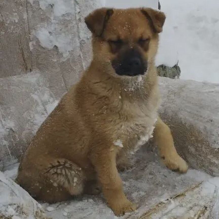 Щенок в добрые руки