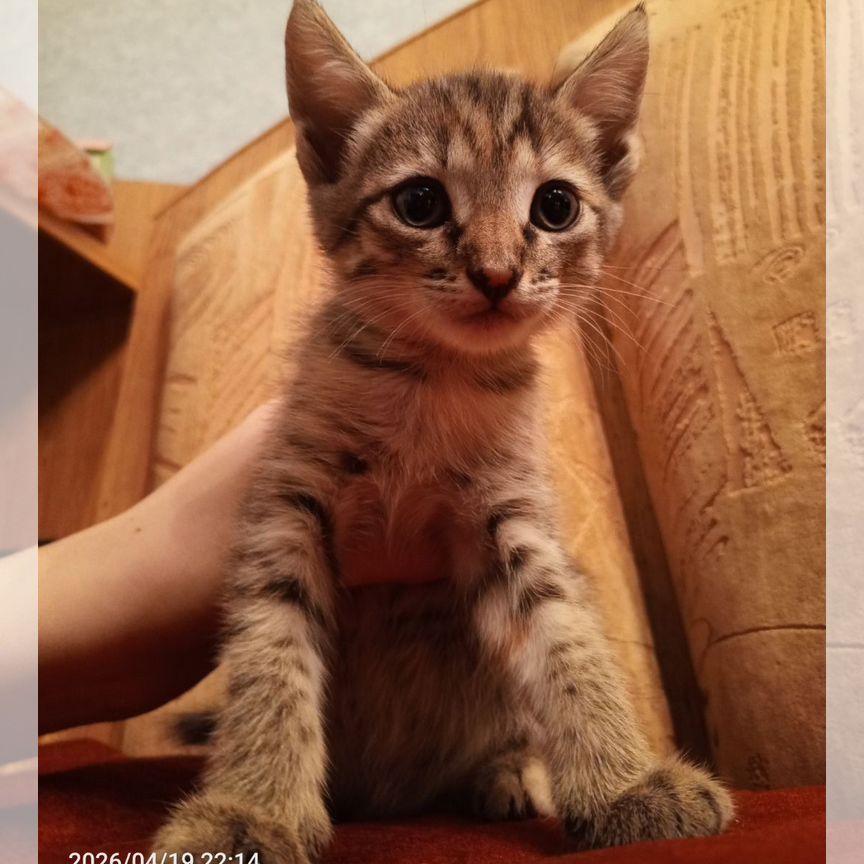 Котёнок в добрые руки