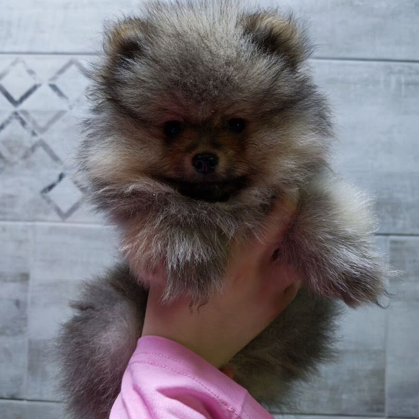 Померанский шпиц, щенок