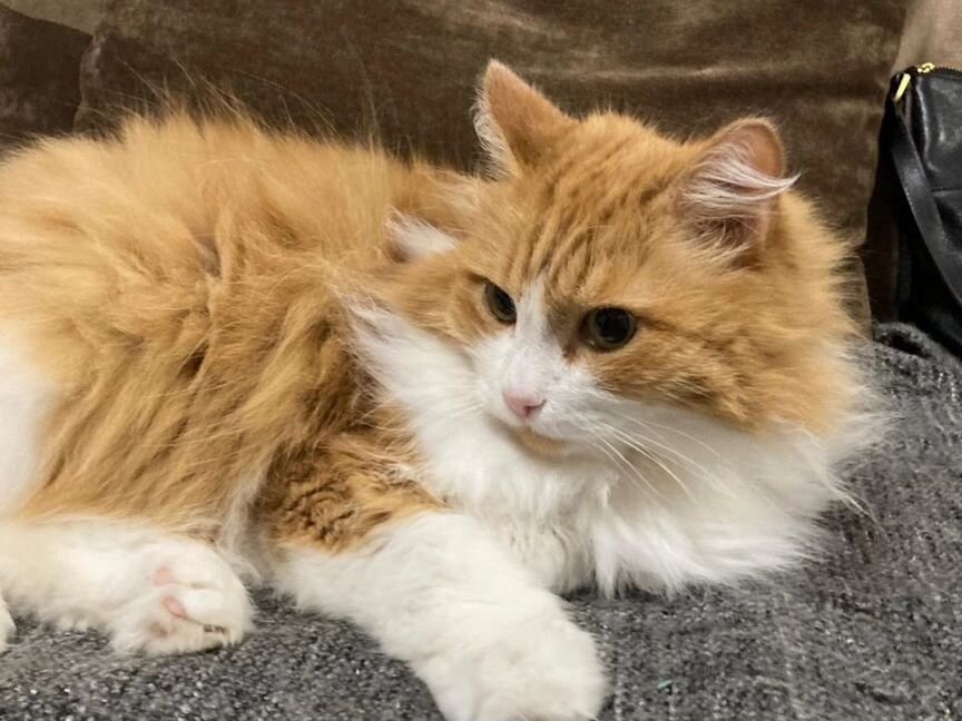 Рыжий кот