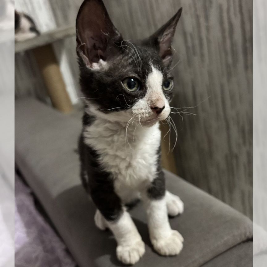 Канадский сфинкс котёнок