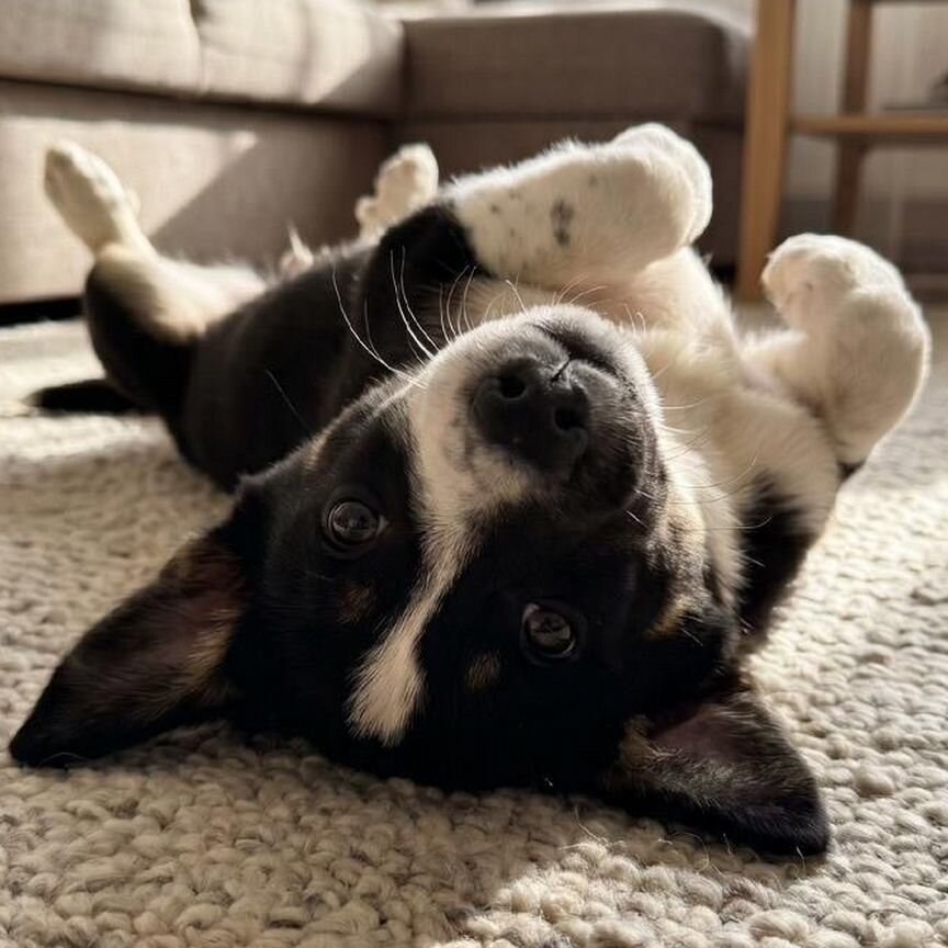 Щенок в добрые руки