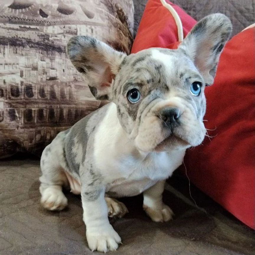 Французский бульдог, щенок