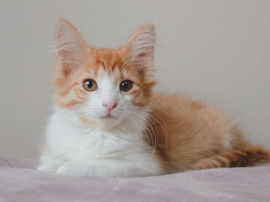 Котята мальчики в добрые руки