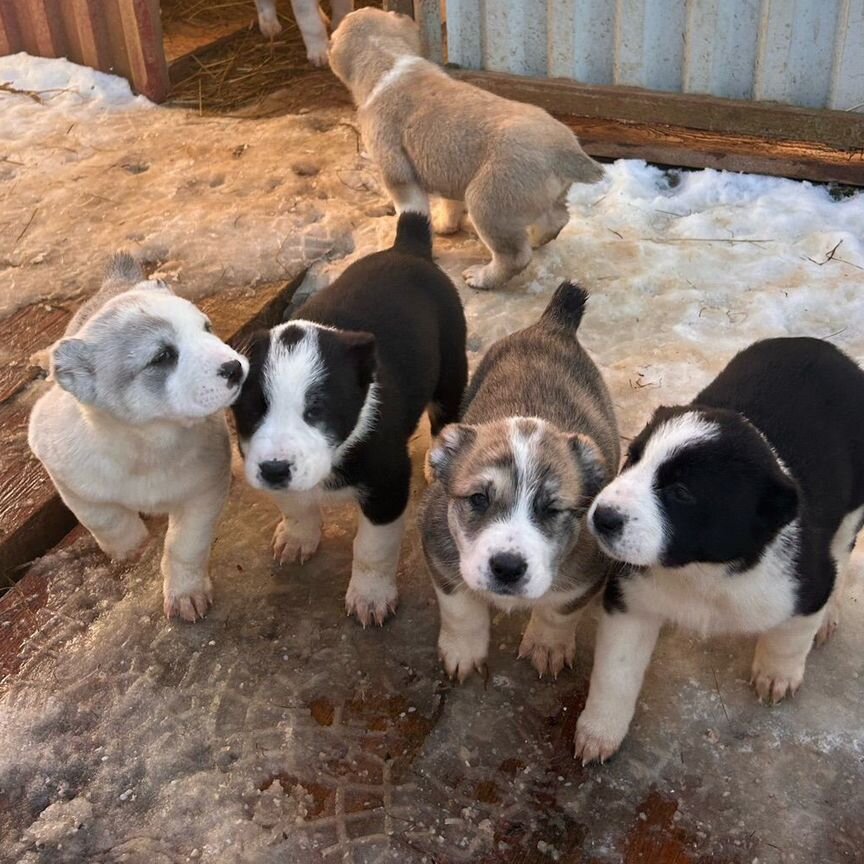 Среднеазиатская овчарка, щенок