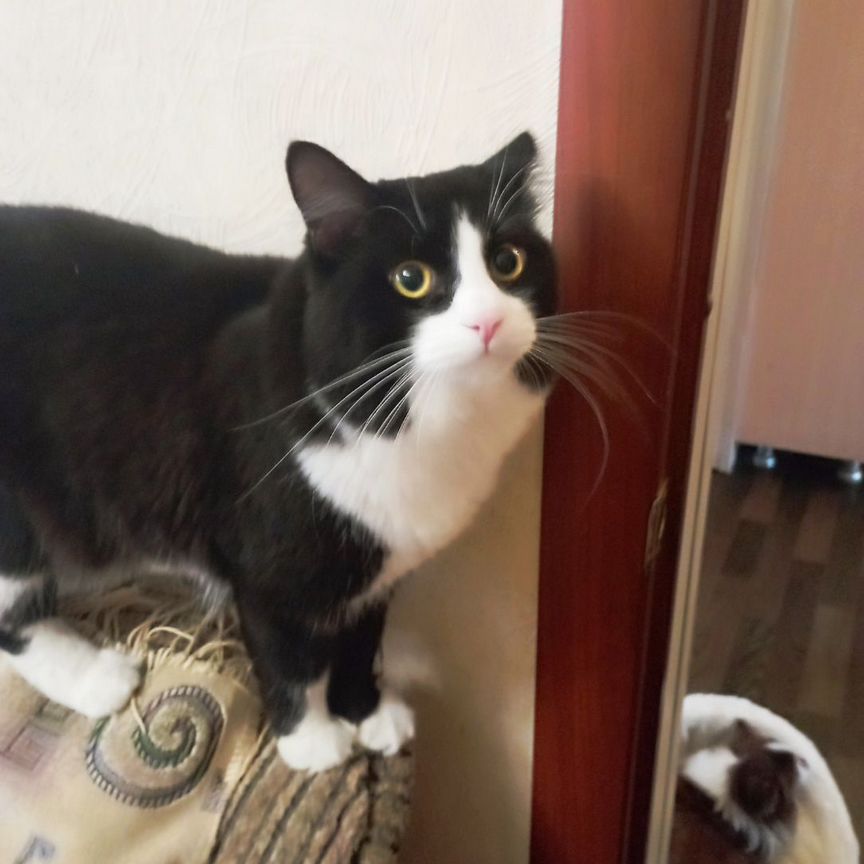 Котик в добрые руки 1 годик