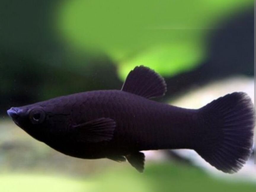 Моллинезия черная