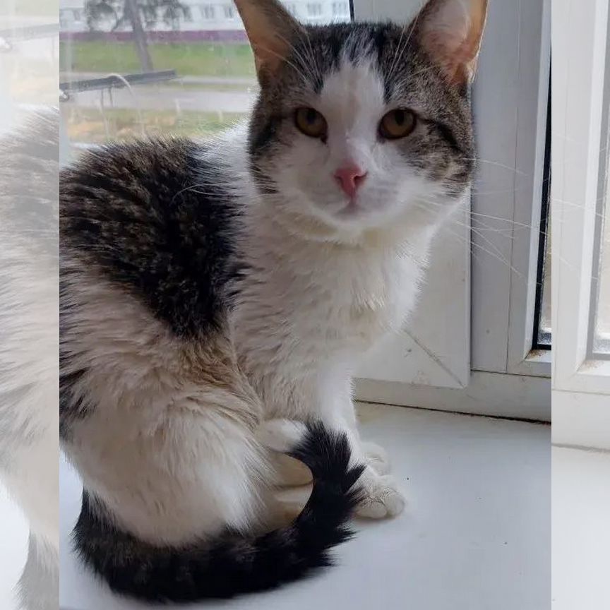 Взрослый кот в добрые руки