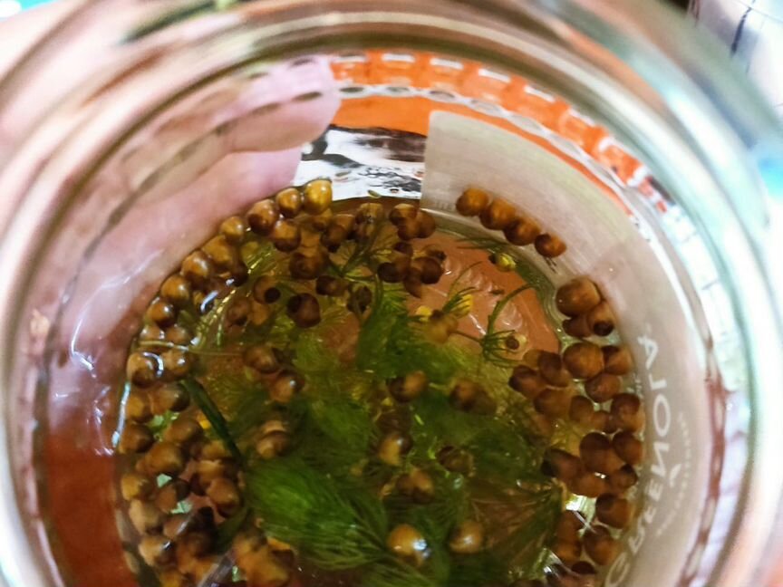 Улитки аквариумные ампулярии