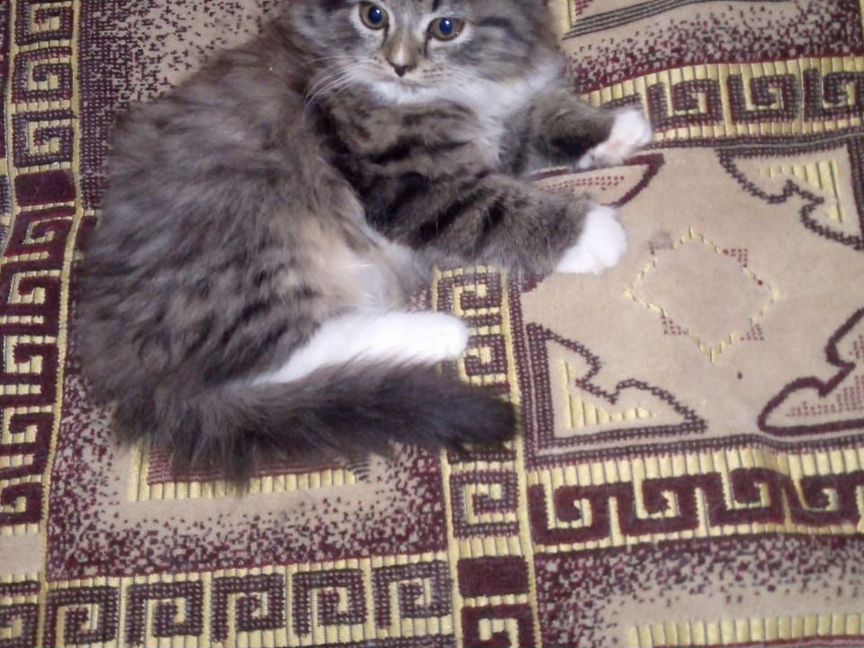 Кошки в добрые руки бесплатно