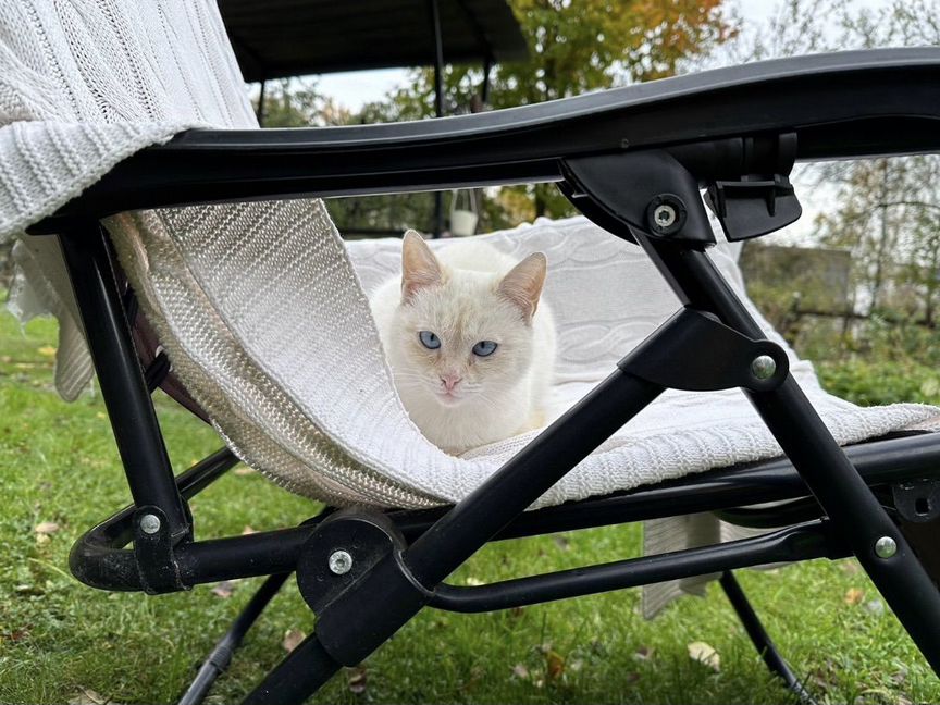 Кошечка в добрые руки,прибилась на даче