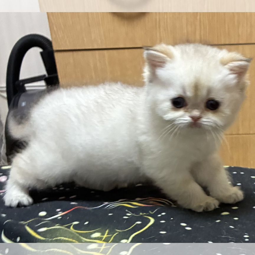 Шотландский прямоухий короткошёрстный котёнок