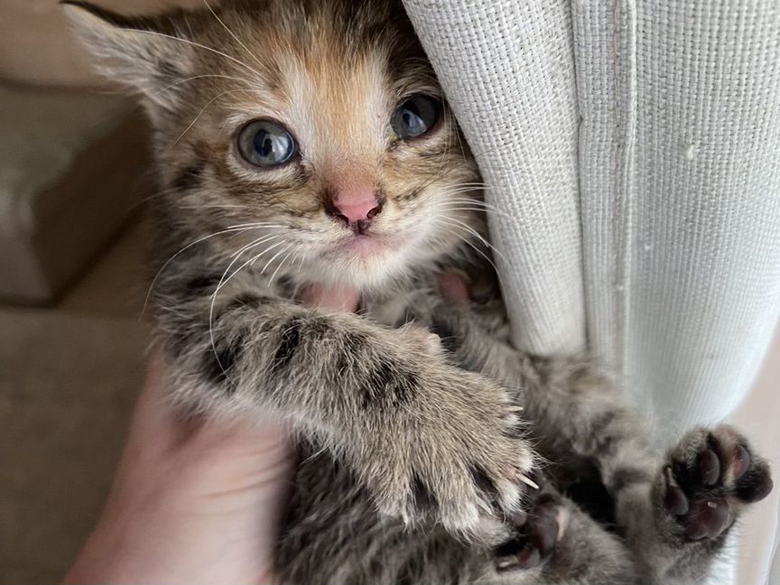 Котенок