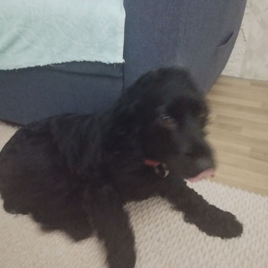 Собака в добрые руки спаниель